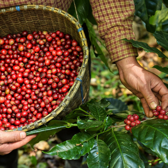 Coffeepedia Blog - Everything You Need to Know About Coffee